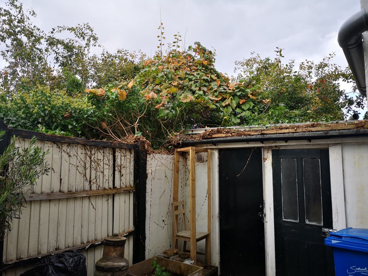 Garden Ivy Maintenance and Tidy-Up Service in Peckham SE15