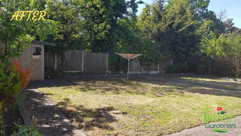 Lawn Scarification and Aeration for The Vitality of The Garden