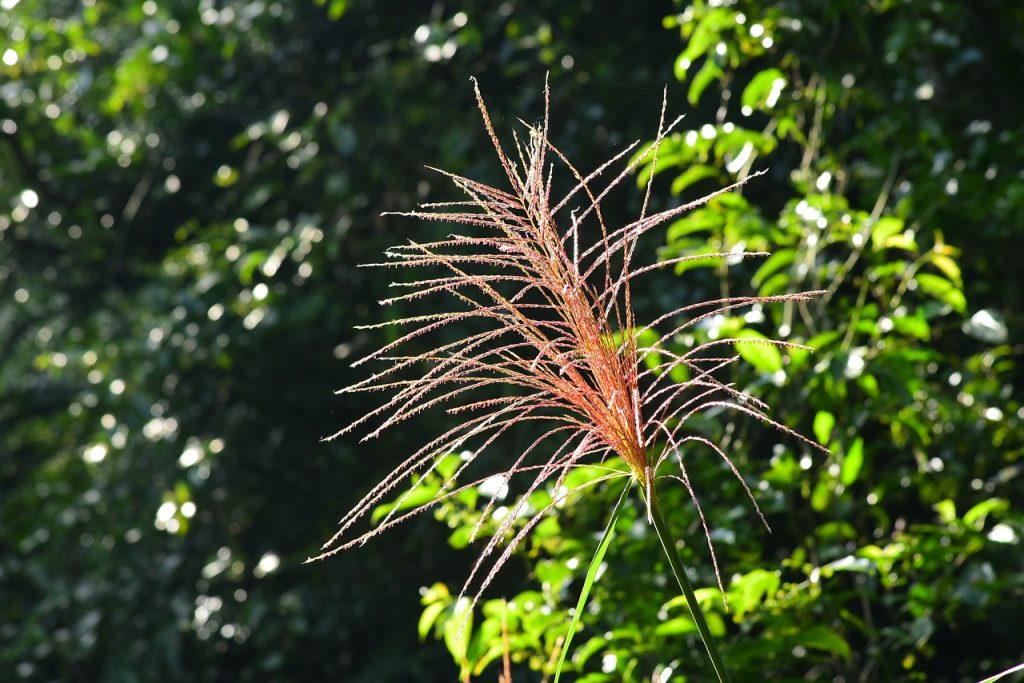 Top 11 Ornamental Grasses to Add Accent in The Garden